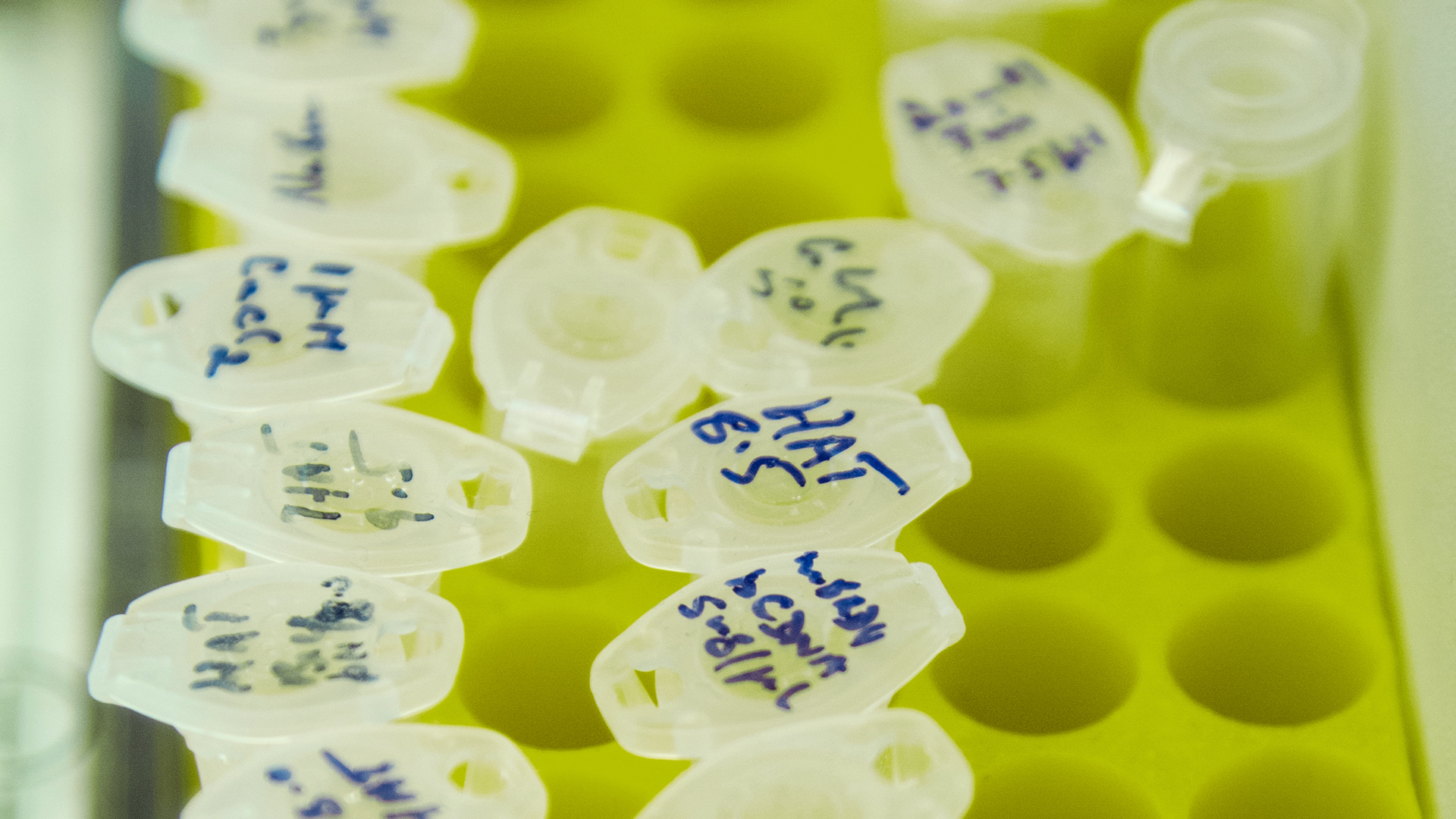 Chosa - Edison Group