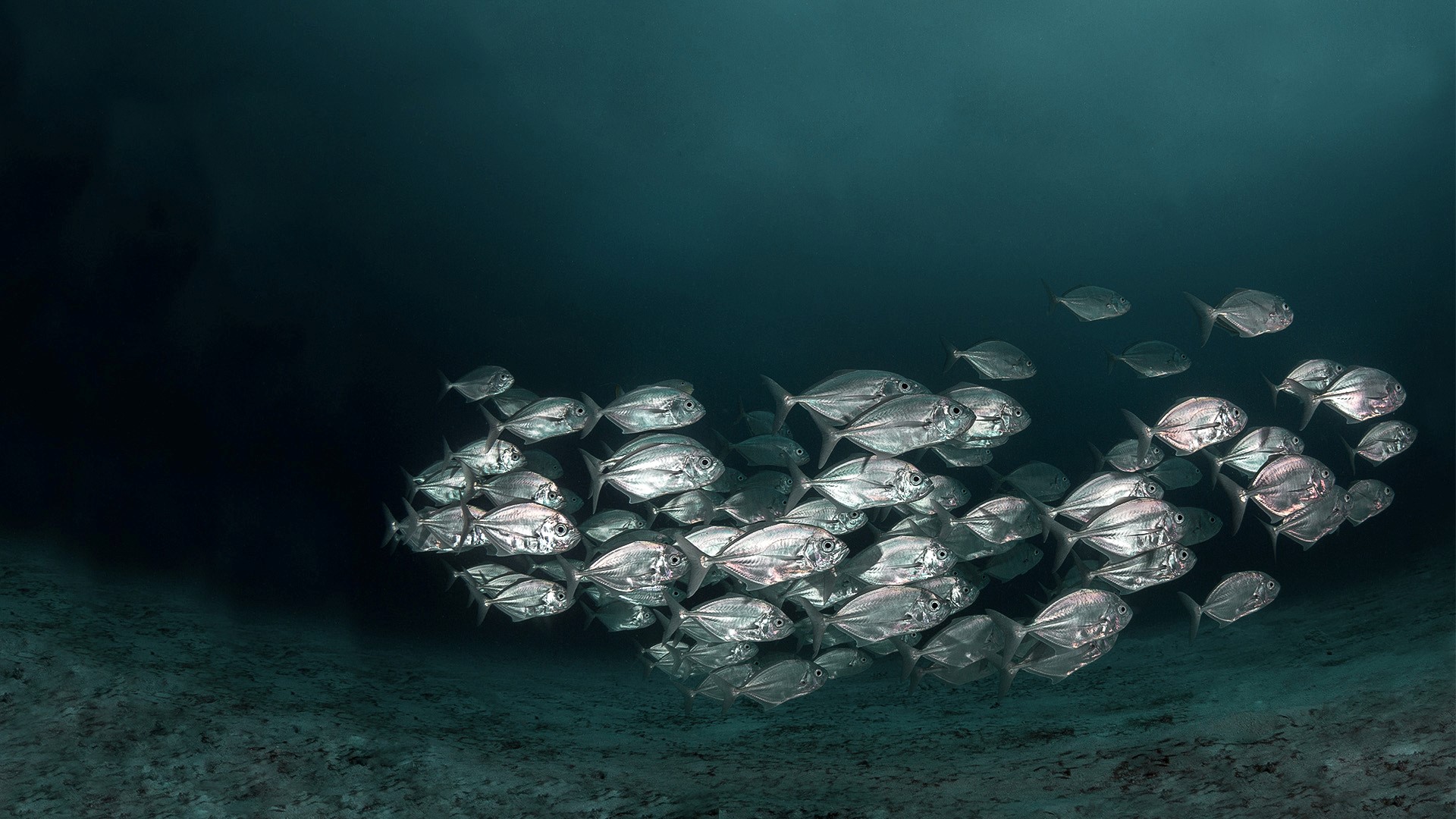 Webinar: Future of fish: The investment case - Edison Group