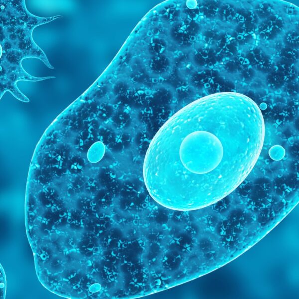 Amoeba — Building on an exceptional year - Edison Group